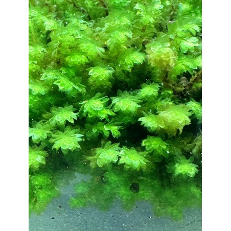 Hookeriaceae sp. Distichophyllum @shrimpcove UK Aquarium Aquatic plants ...