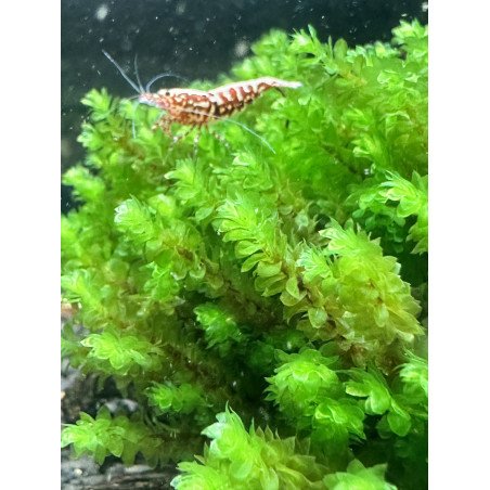 Hookeriaceae sp. Distichophyllum @shrimpcove UK Aquarium Aquatic plants ...