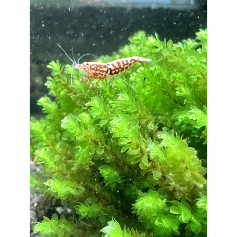 Hookeriaceae sp. Distichophyllum @shrimpcove UK Aquarium Aquatic plants ...