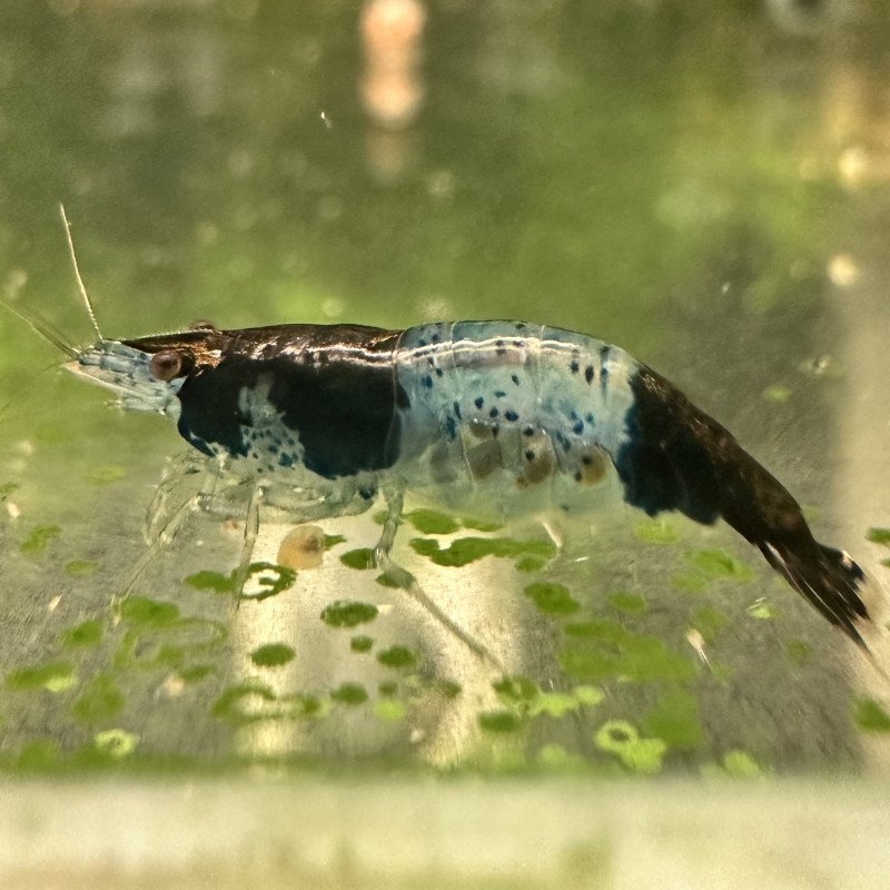 Electric Blue Black Rili Shrimp