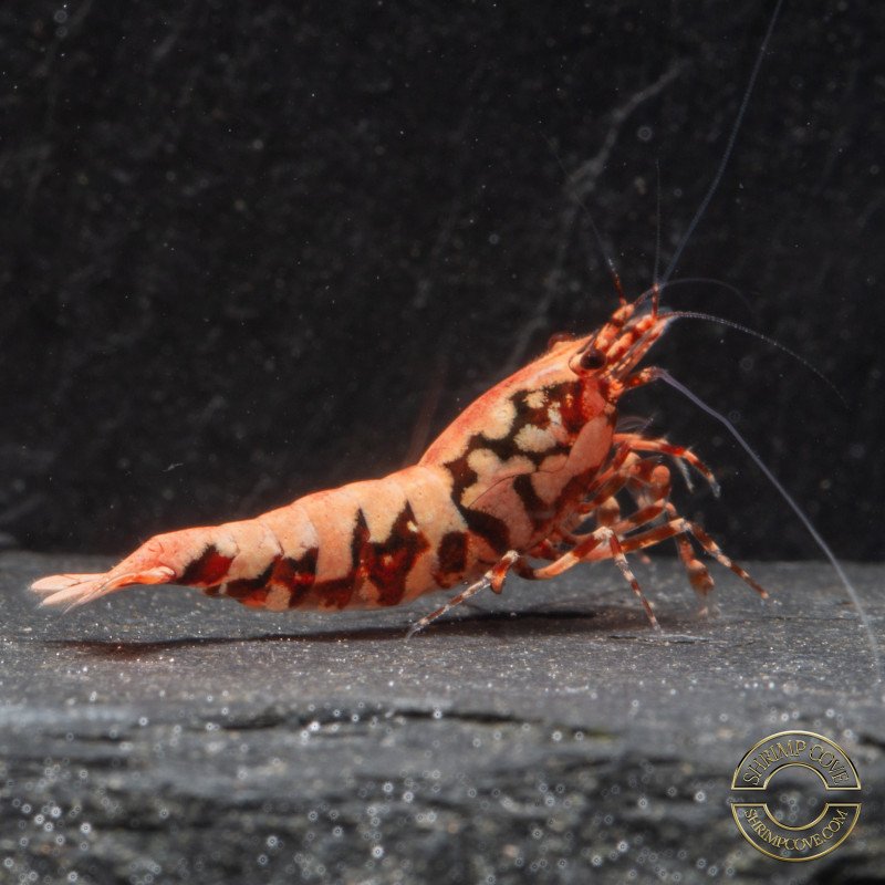 Pink Base Red Boa Caridina Shrimp Elegant & intricate Aquarium Beauty ...