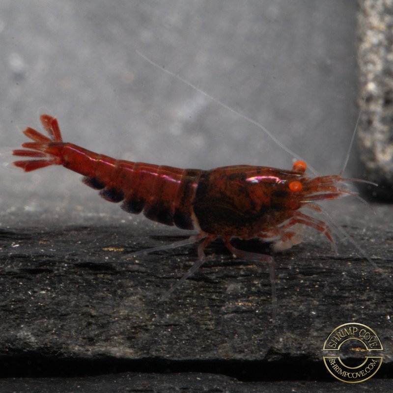 Orange Eye Red Devil Shrimp at Shrimp Cove buy now OE