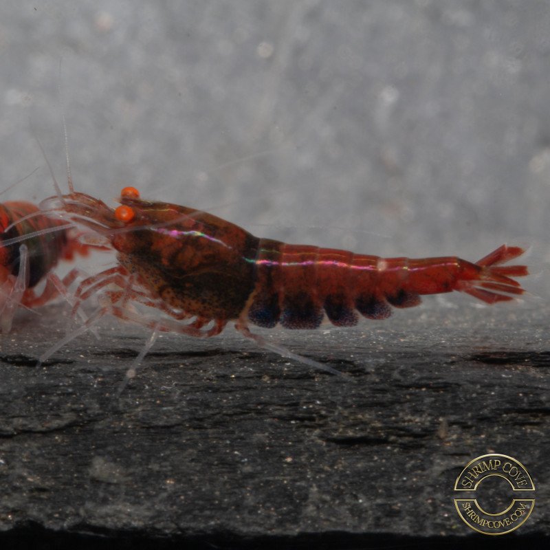 Orange Eye Red Devil Shrimp at Shrimp Cove buy now OE